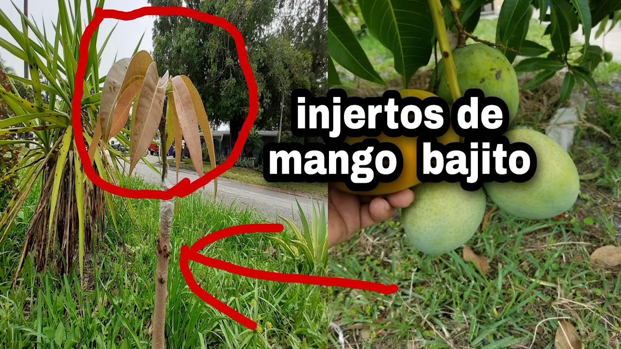 como injertos un arbol de mango - YouTube