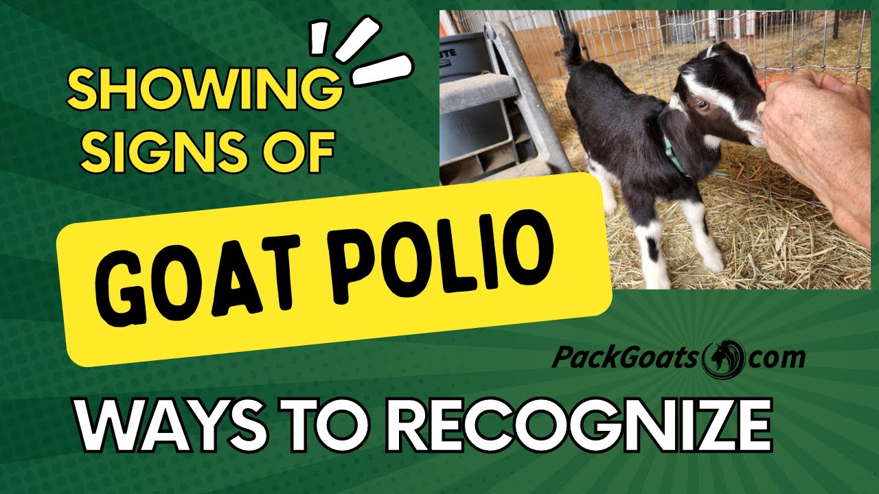 Goat Polio… Get To Know the Different Ways It Presents - YouTube