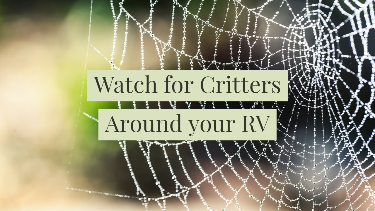 Creepy Crawling Critters - YouTube