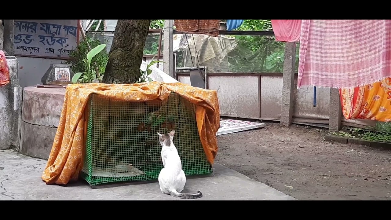 Cat Attack Bird Nest Cat Compilation - YouTube
