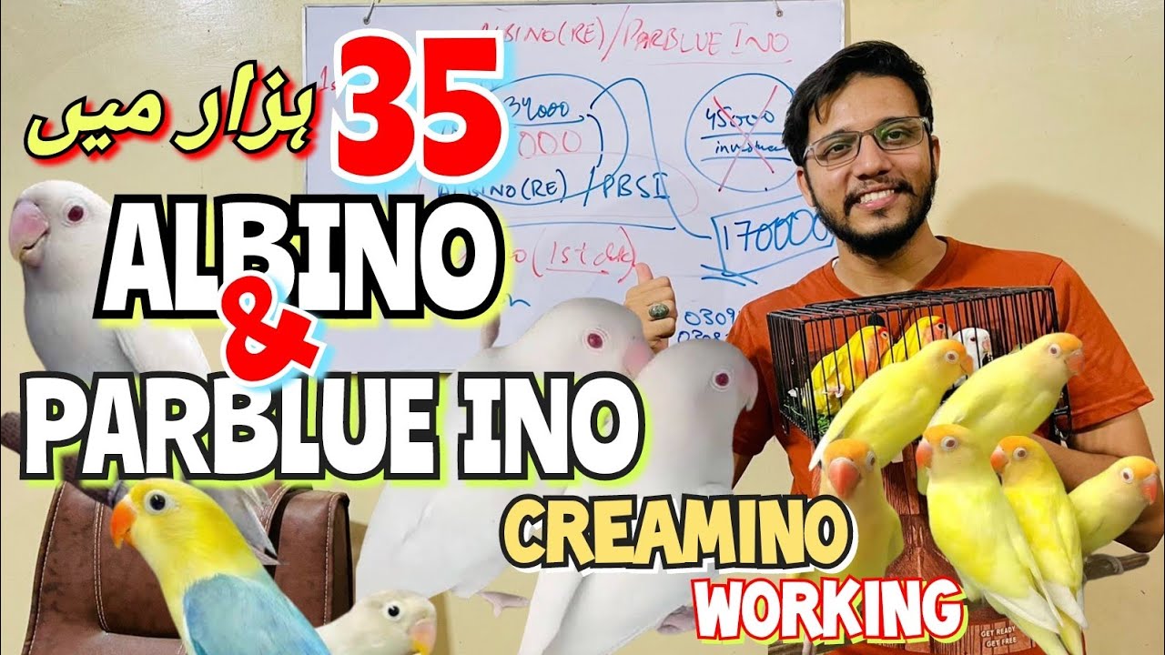 35 hazar me Albino Pairing with Parblue Creamino working with DNA ...