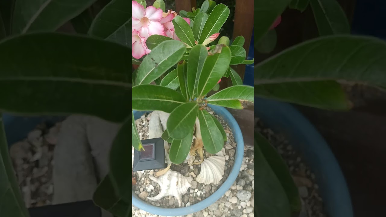 Adeniums caudex - YouTube