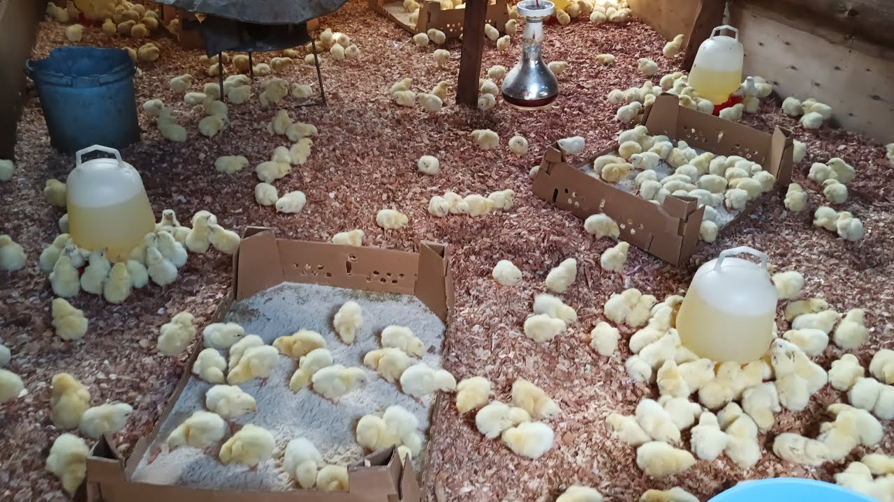 Preparations for receiving a day old chicks. - YouTube