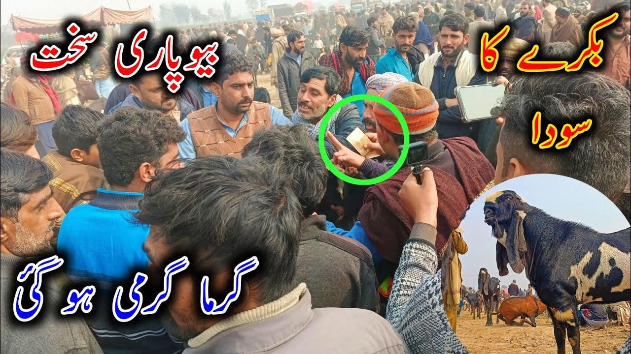 Purchasing Of New Goats On Order- Goat Farming Business In Pakistan ...