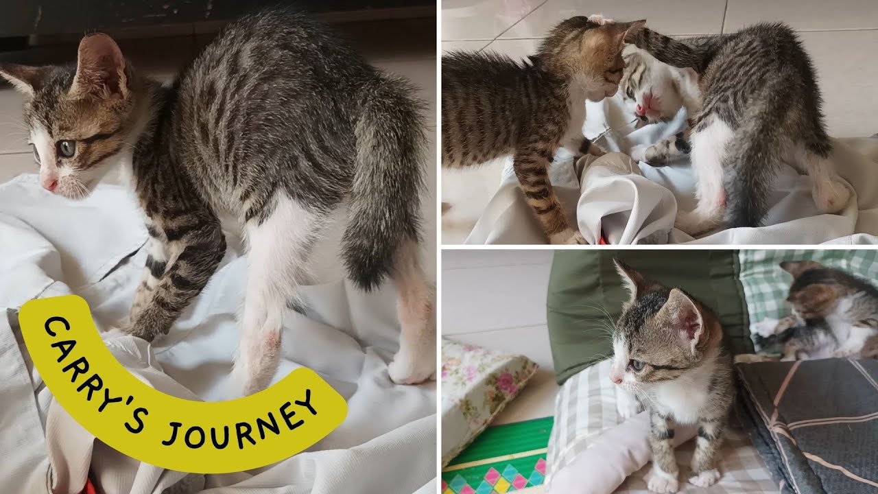 Carry's journey 5 - YouTube