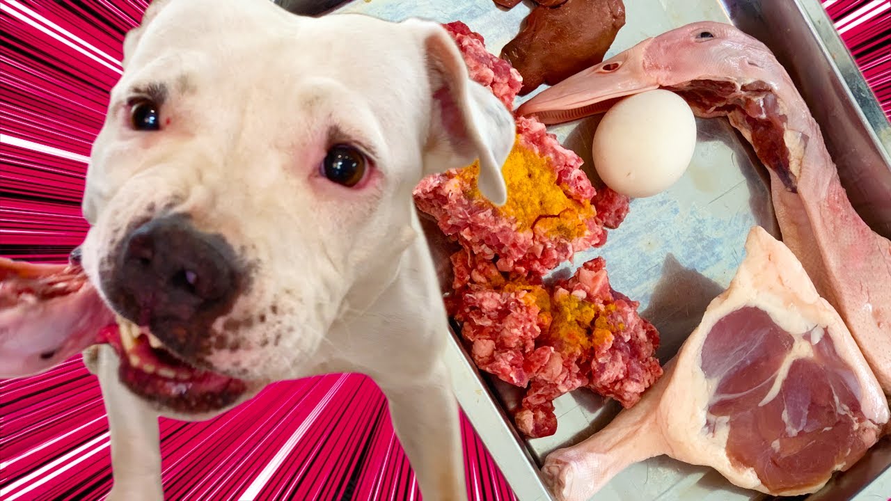 🐄🐶nomy The Pit Bull eats🍖RAW FOOD combo[ASMR]MUKBANG 犬が生の肉を食べる[咀嚼音] DOG ...