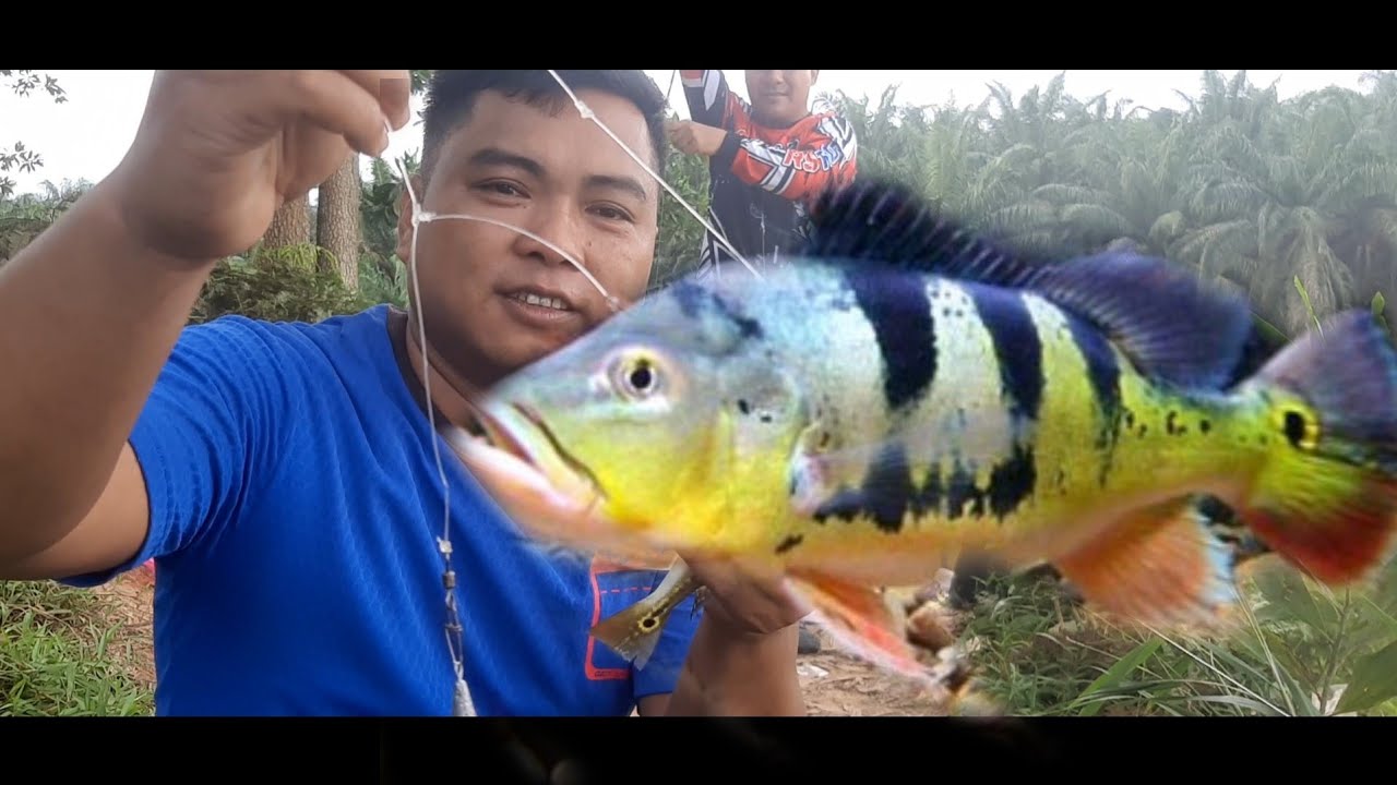 Cara Paling Mudah Pancing Peacock Bass,Mengunakan Umpan Anak Udang ...