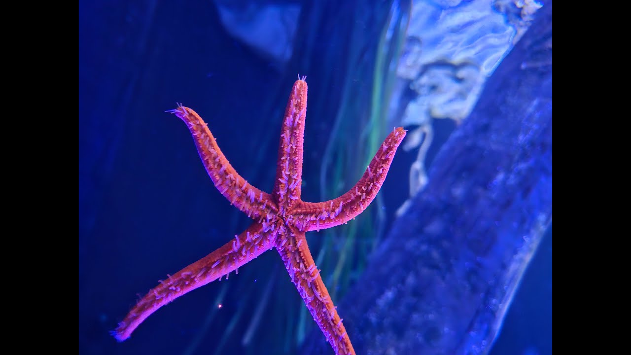 Relaxing Underwater Journey at L’Oceanogràfic Valencia Fish & Jellyfish ...