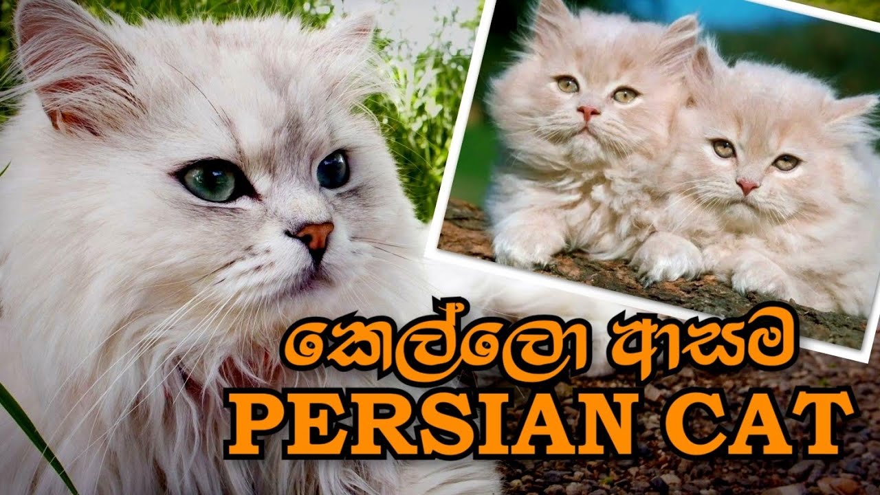 කෙල්ලො ආසම පර්සියන් cat | Everything about persian cat 🐱 - YouTube