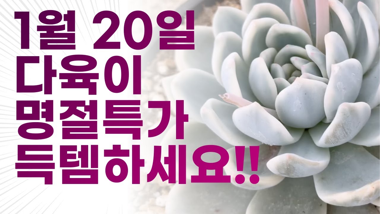 판매완료 1월 20일 ☀️명절특가 다육이☀️ 사면 무조건 이득이에요 선착순 세일 다육이 다육이창 다육이키우기 금다육