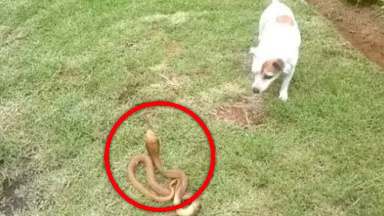 25 Hero Animals That Saved Human Lives | Part 4 - YouTube