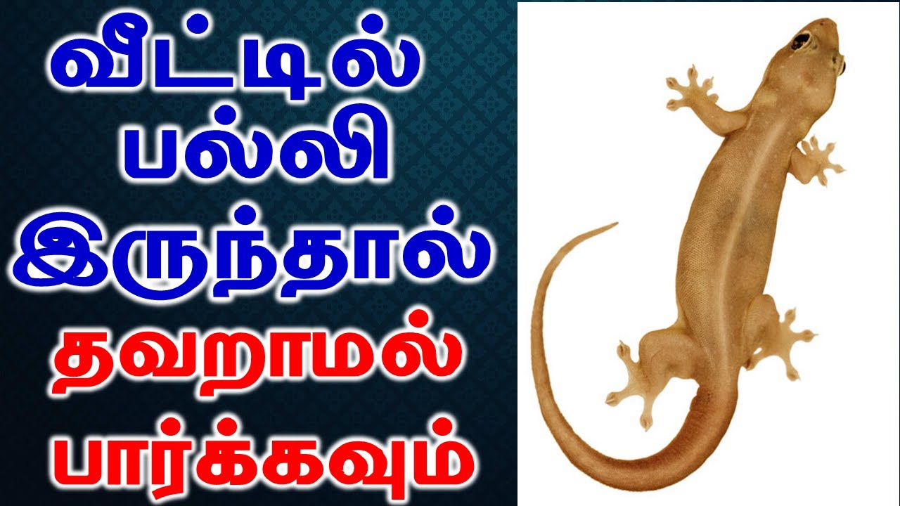 வீட்டில் பல்லி இருந்தால் தவறாமல் பார்க்கவும் | T Tamil Technology | lizard facts - YouTube