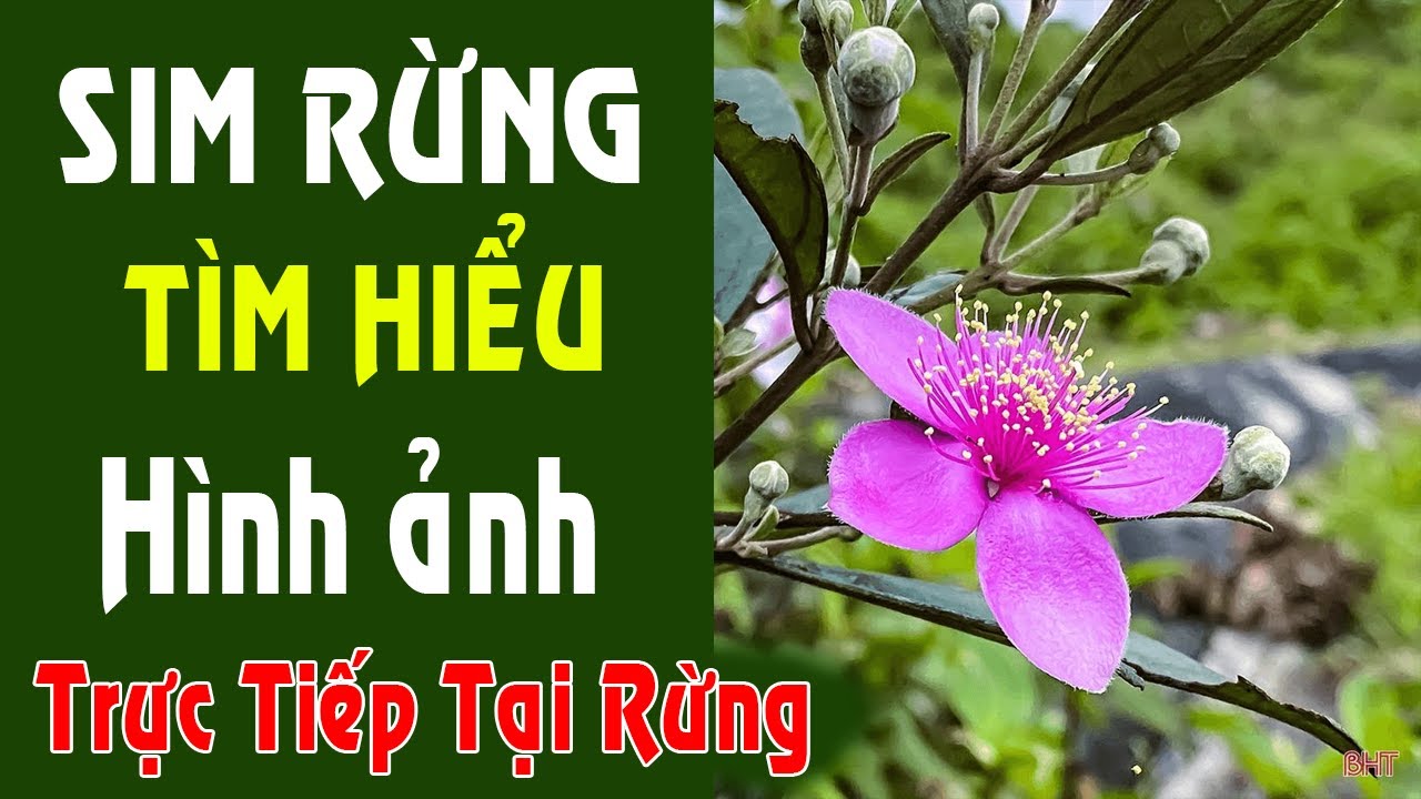 Sim rừng cùng mọi người tìm hiểu sim rừng với hình ảnh thực tế và công ...