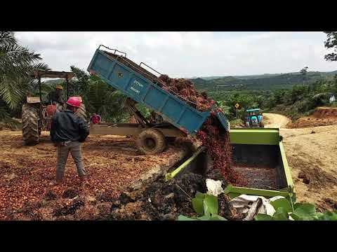Proses Pengangkutan TBS Kelapa Sawit, yang menumpuk di loading ream ...
