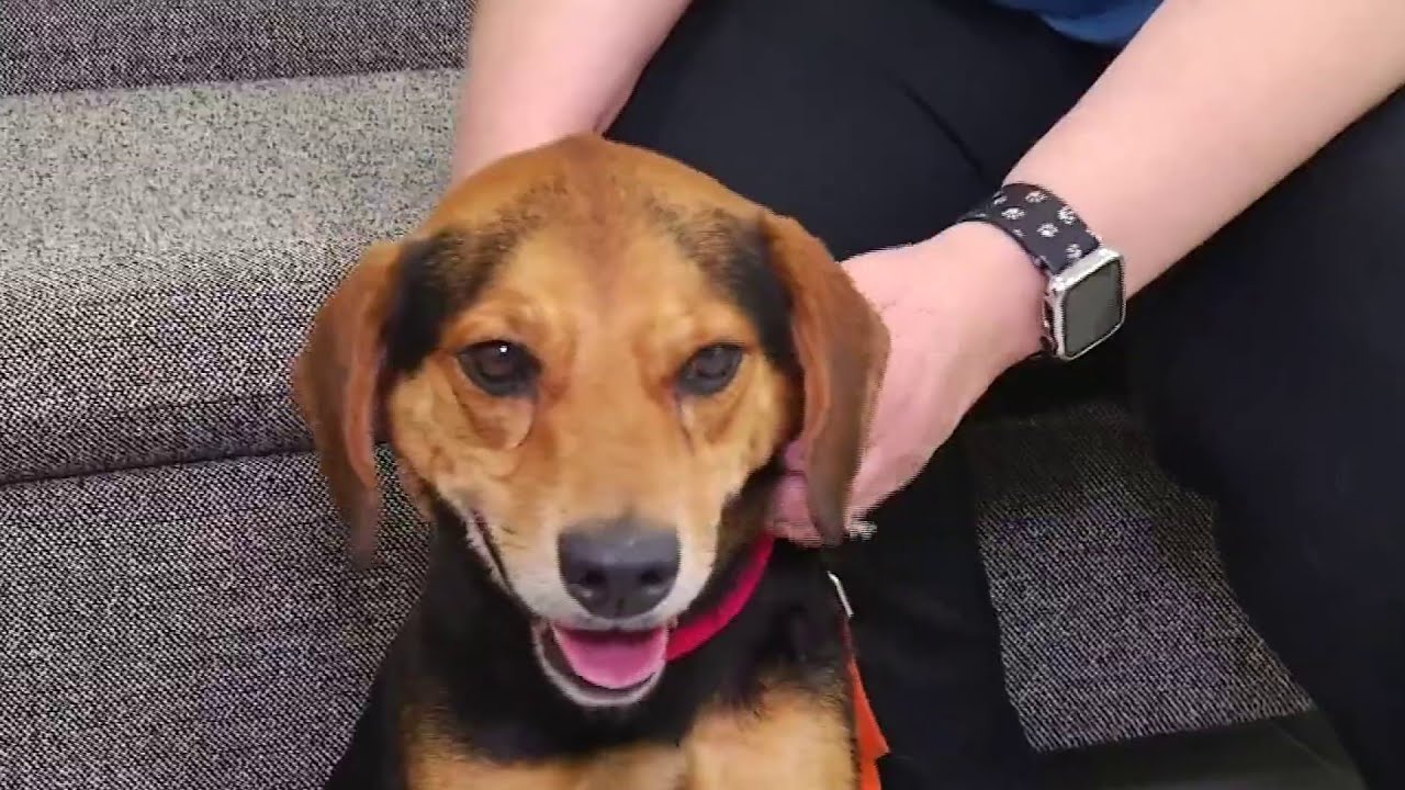Help Cletus find his forever home - YouTube