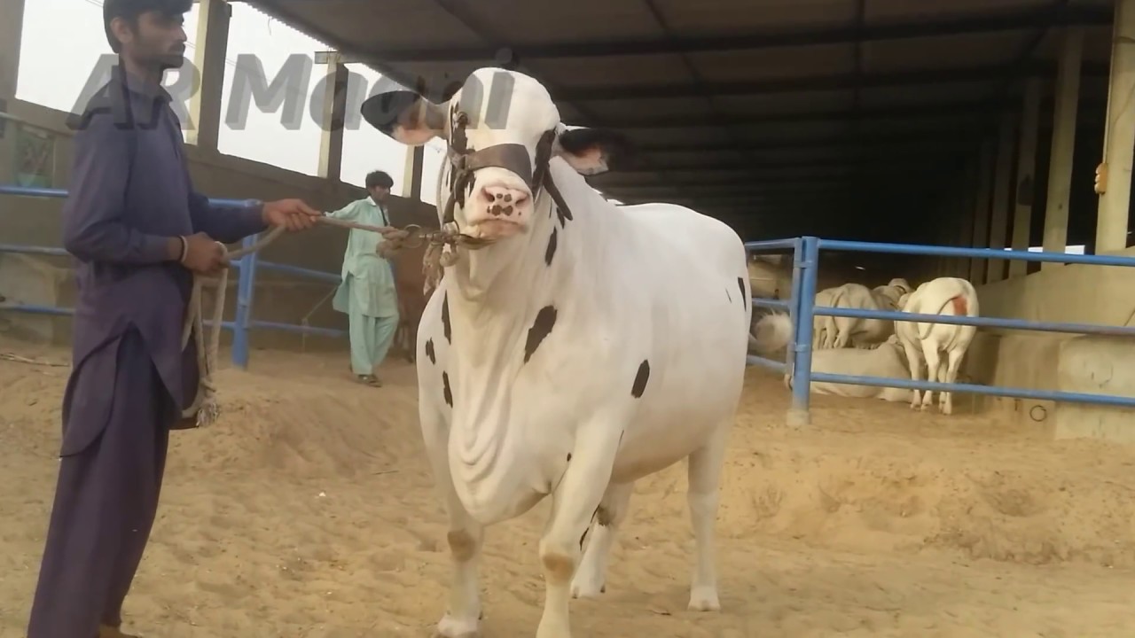Beautiful Heavy Bull || Sakran Cattle Farm || Bakra Eid 2018 - YouTube