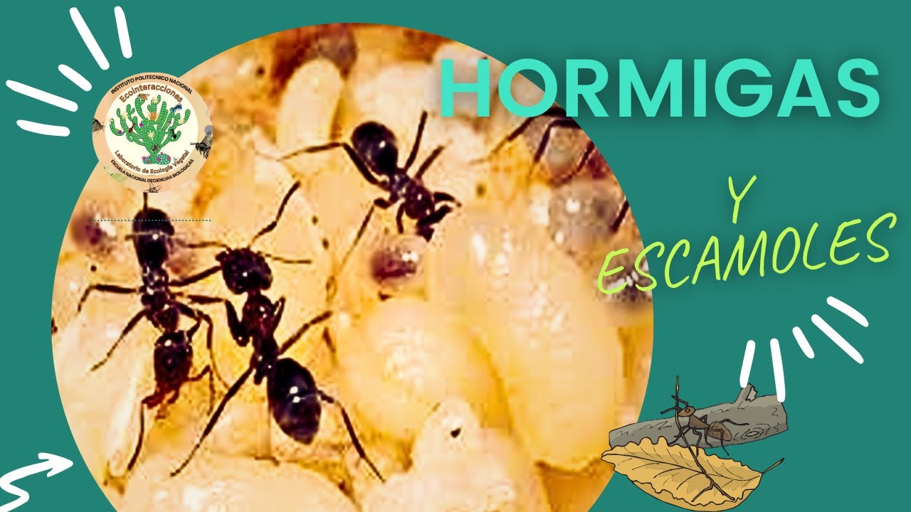 Hormigas y escamoles - YouTube