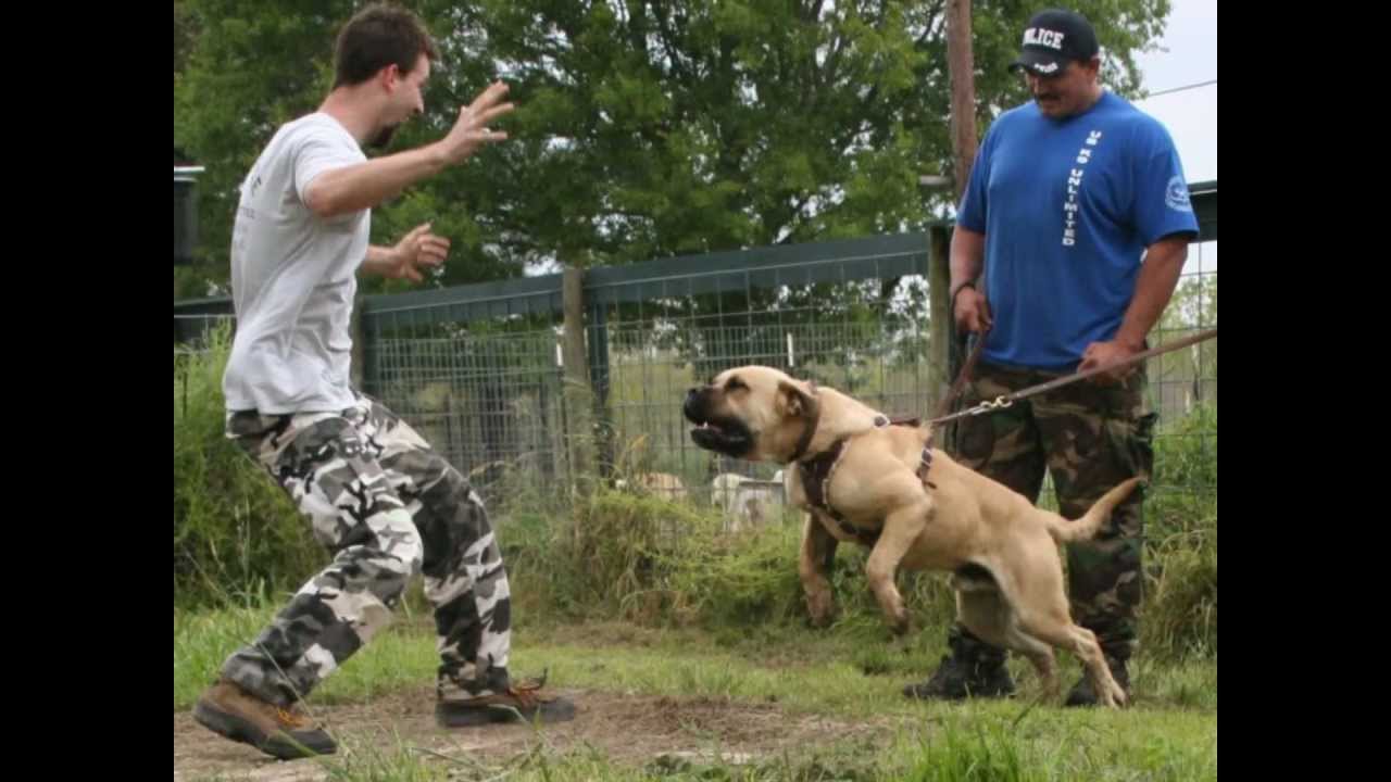 Working Mastiff - Mammoth - YouTube