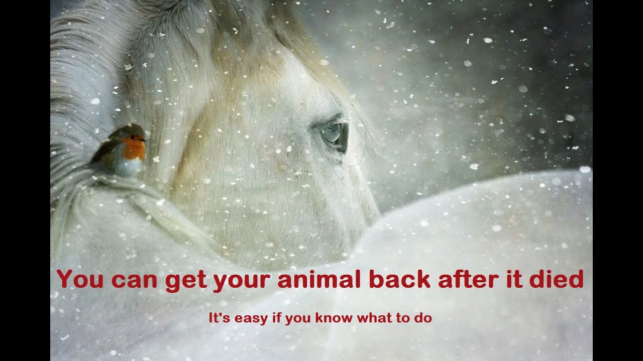 How to get your animal back after it died - YouTube