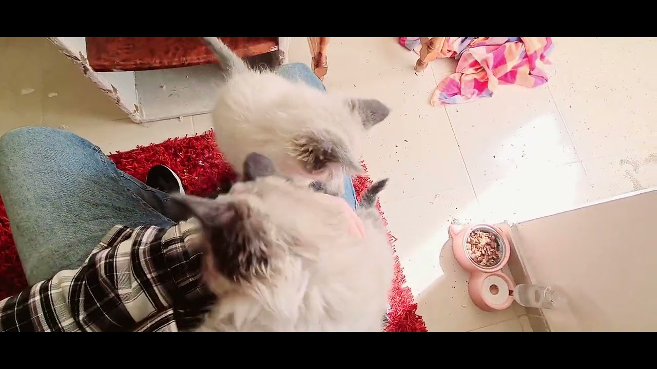 Mimo & Mimi Started amazing Day with The Blind Fish - YouTube