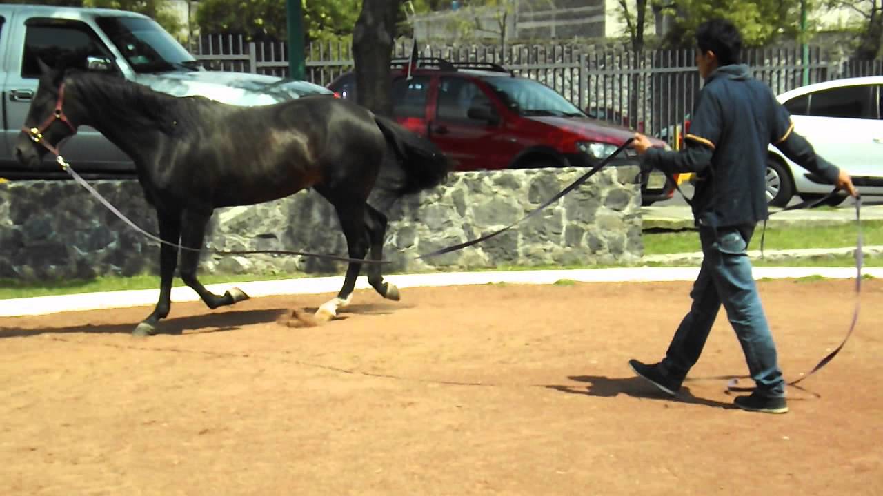 Claudicación - YouTube