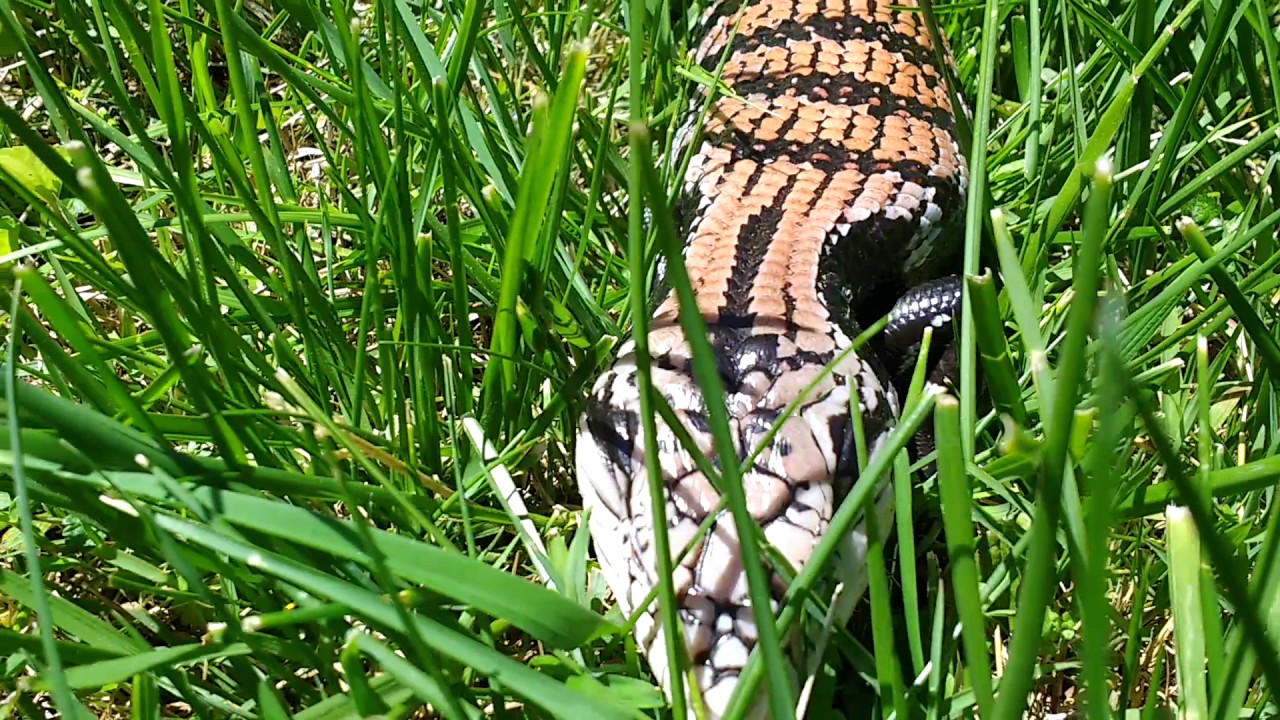 A wild skink appeared! - YouTube