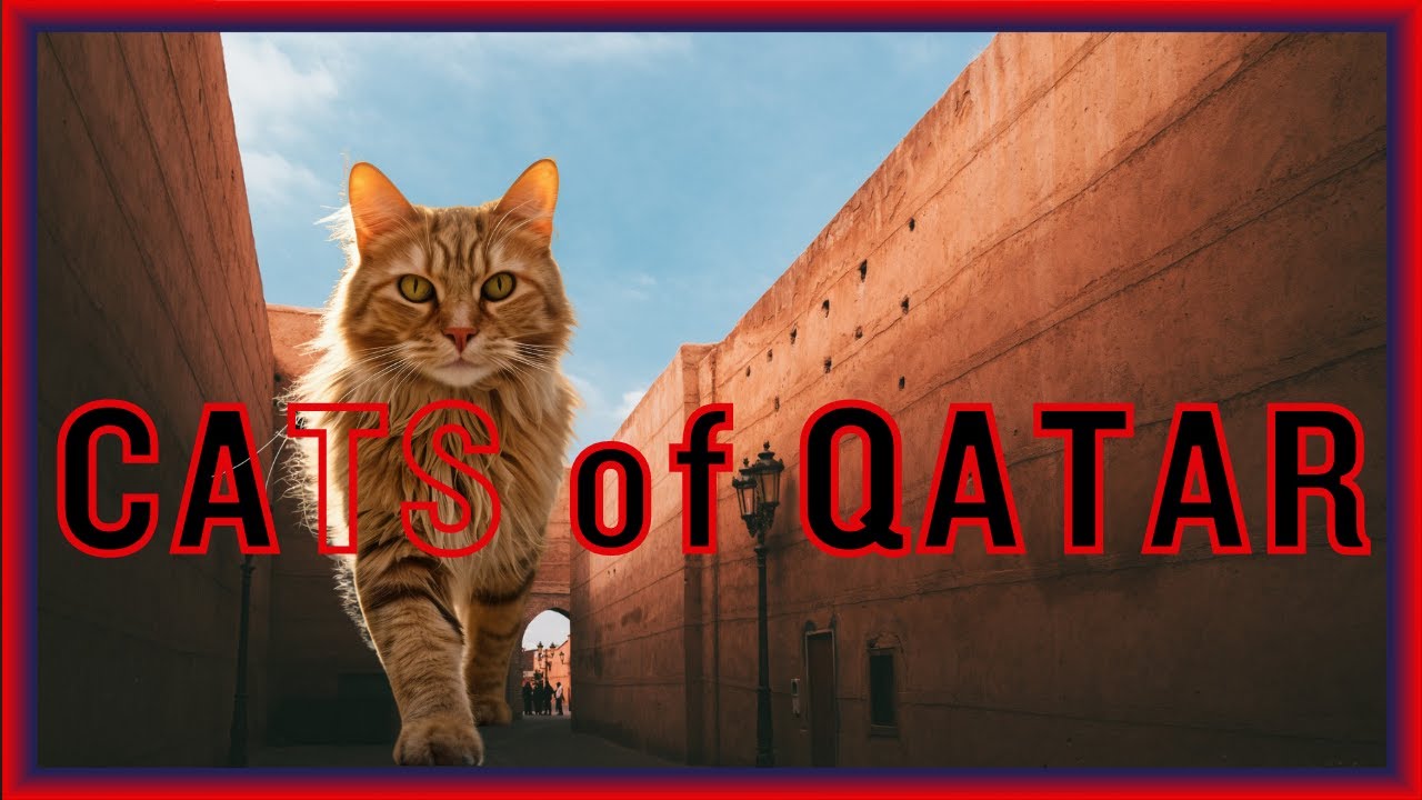 Cats of QATAR #cat #catsvideo - YouTube