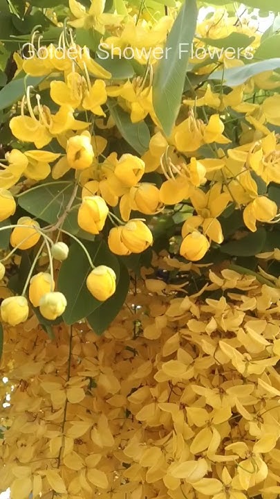 Golden Shower Flowers | Kondrai Poo | Amaltas Ke Phool #shorts # ...