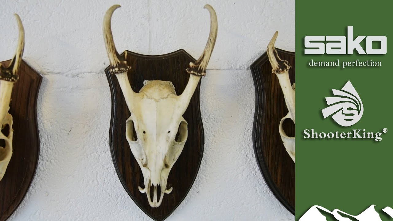 How to age and measure muntjac - YouTube