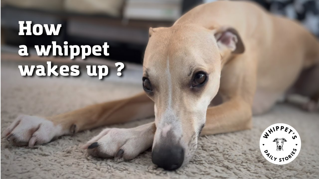 Dog vlog #3 | How does a whippet wake up? - YouTube