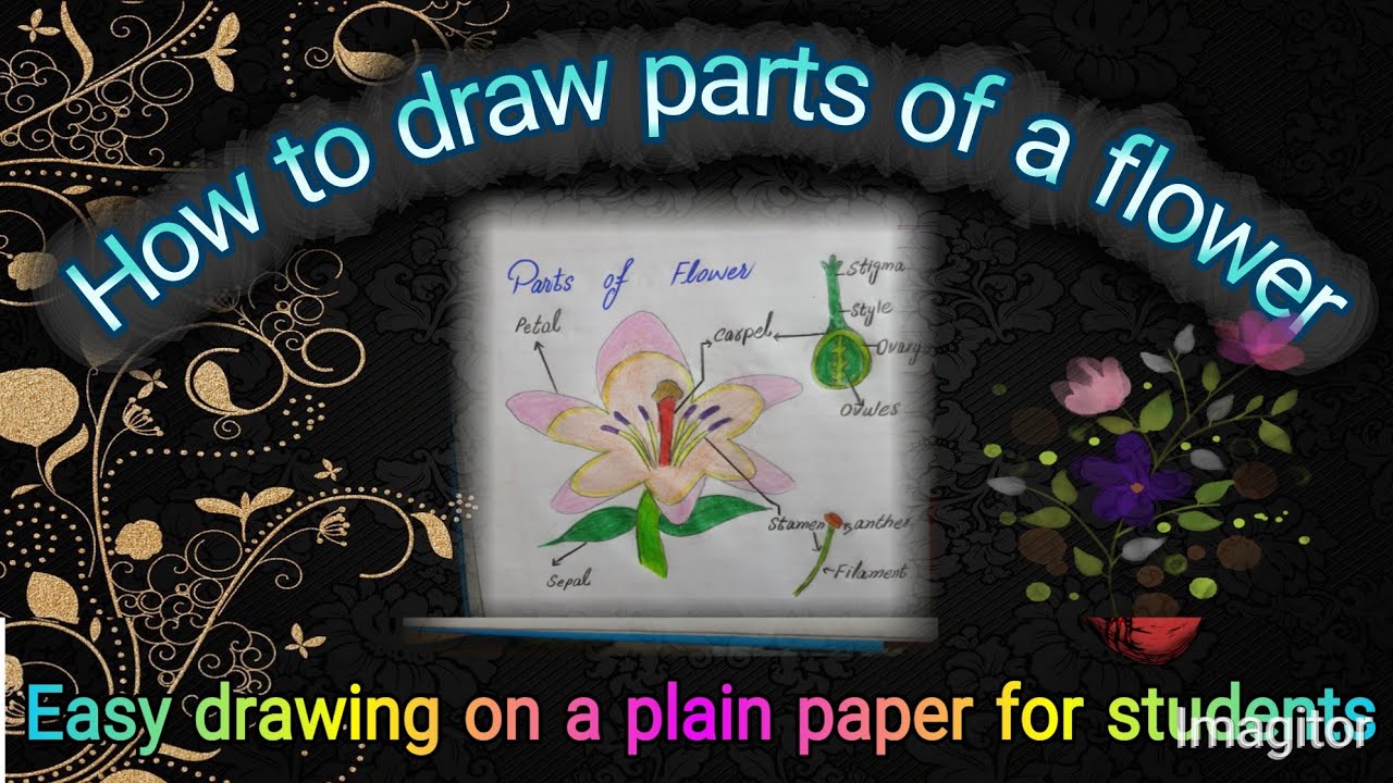 Draw different Parts of Flower | Drawing on a plain Paper - YouTube
