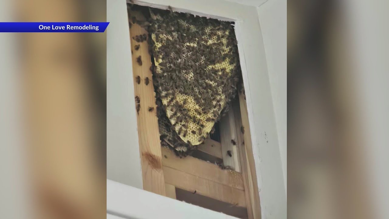 Beekeeper helps church swarmed with 20,000 bees - YouTube