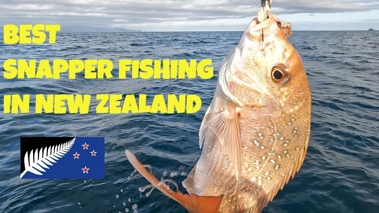 Best Snapper Fishing in the Coromandel, New Zealand. Just Incredible ...