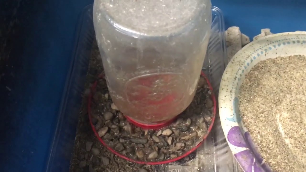 When you need to change cricket waterers - YouTube