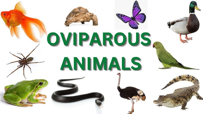 Viviparous Animals