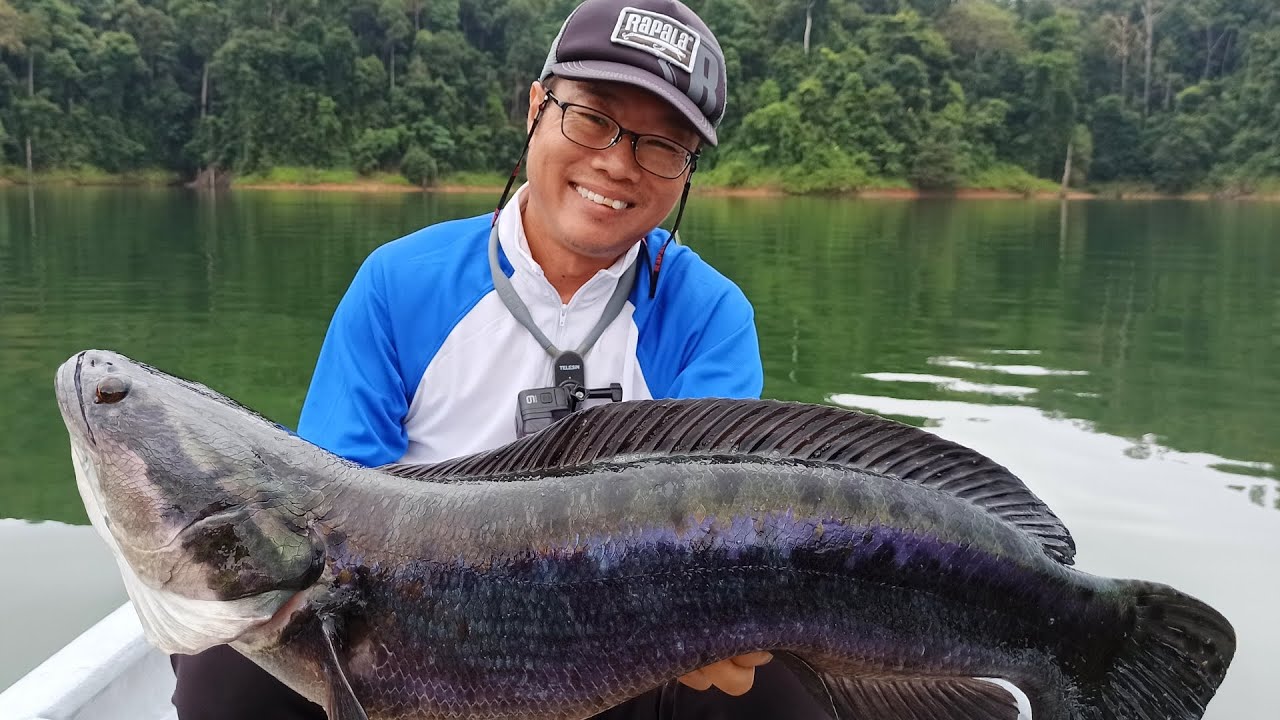Light Tackle VS Big Toman 皇家柏隆谷钓多曼 - YouTube