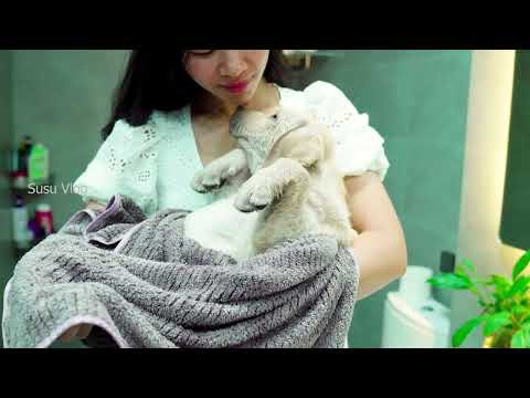 Susu Vlog - Take care of puppies- Labrador Retriever