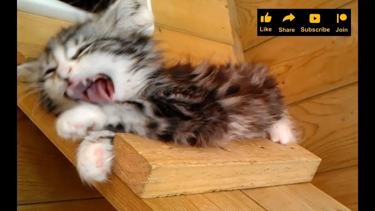 Baby kitten cleaning himself (adorable) 🥰 #cute #cat #cats #nature # ...