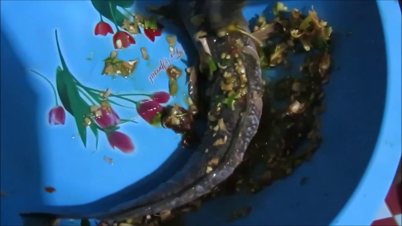 Laos Food Eat Snake Head fish - YouTube