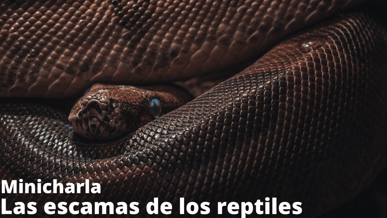 Las escamas de los reptiles (Minicharla febrero) - YouTube