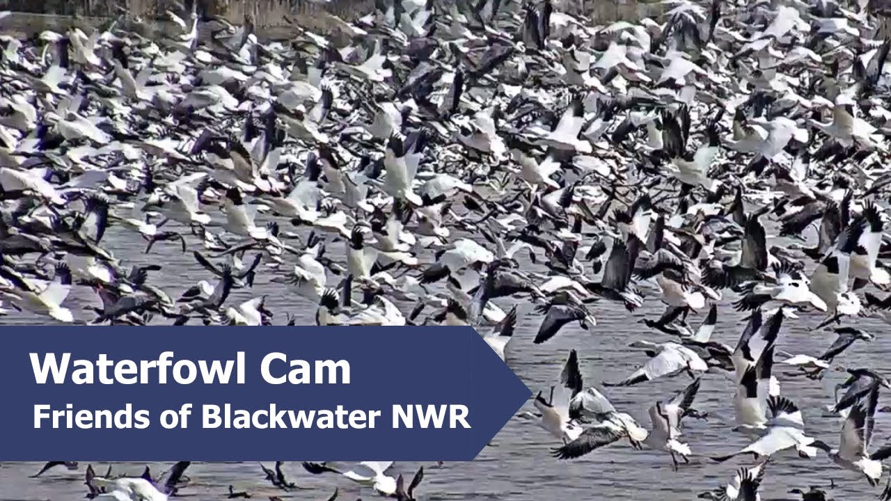 Spectacular Winter Waterfowl at Blackwater NWR - YouTube