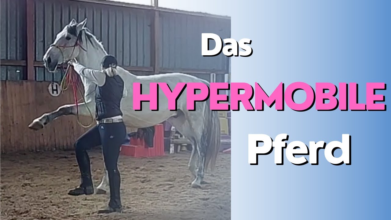 Hypermobilität beim Pferd, das hypermobile Pferd - YouTube