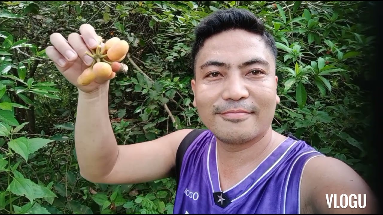 Naghanap ng Puno ng Susong kalabaw , Atis at Guyabano - YouTube