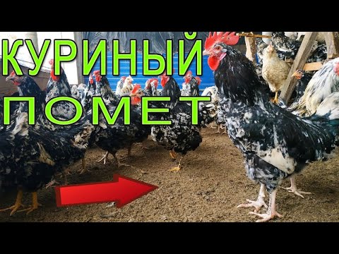 Комбикорм и куриный помет | Как корм влияет на куриный навоз. - YouTube