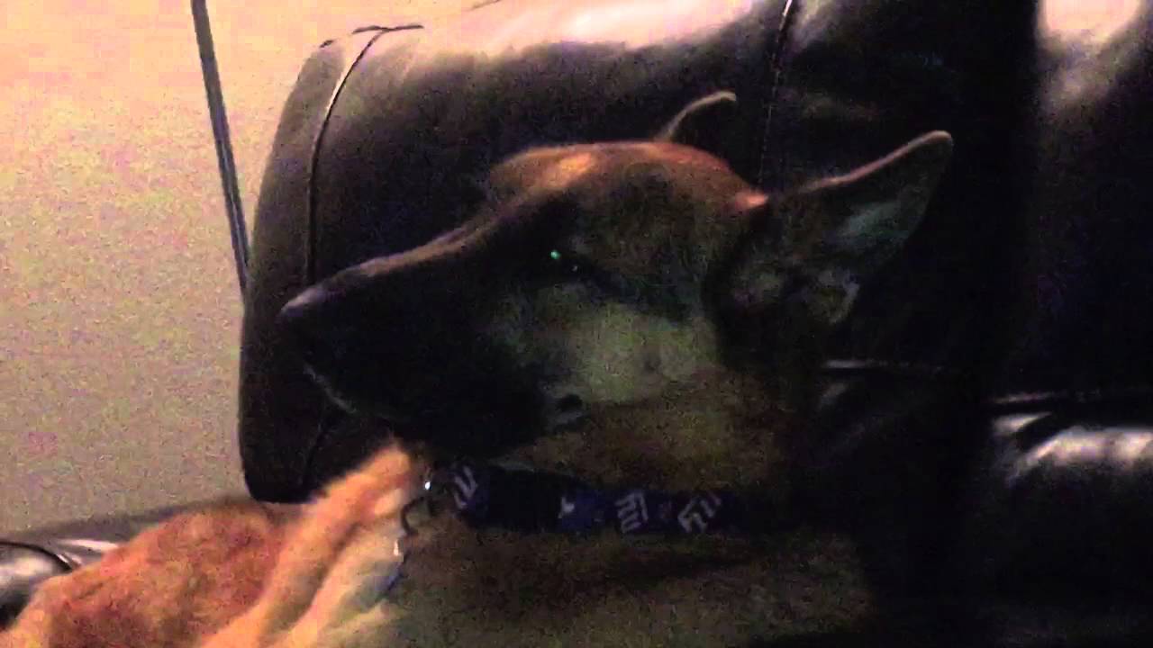 German Shepherd Puppy Can't Stay Awake! - YouTube