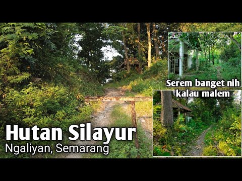 HUTAN SILAYUR NGALIYAN Part 1 | NUANSA KEANGKERANNYA TERLIHAT INDAH ...