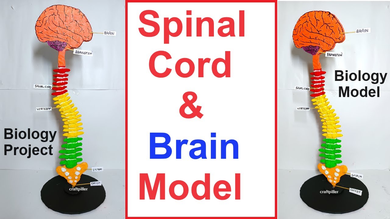 spinal card and brain model (3d) making - biology project - in simple ...