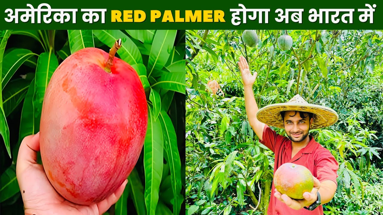 American Red Palmer Mango Full Information 🥭 Ravizone NurseryWala 🌿 ...