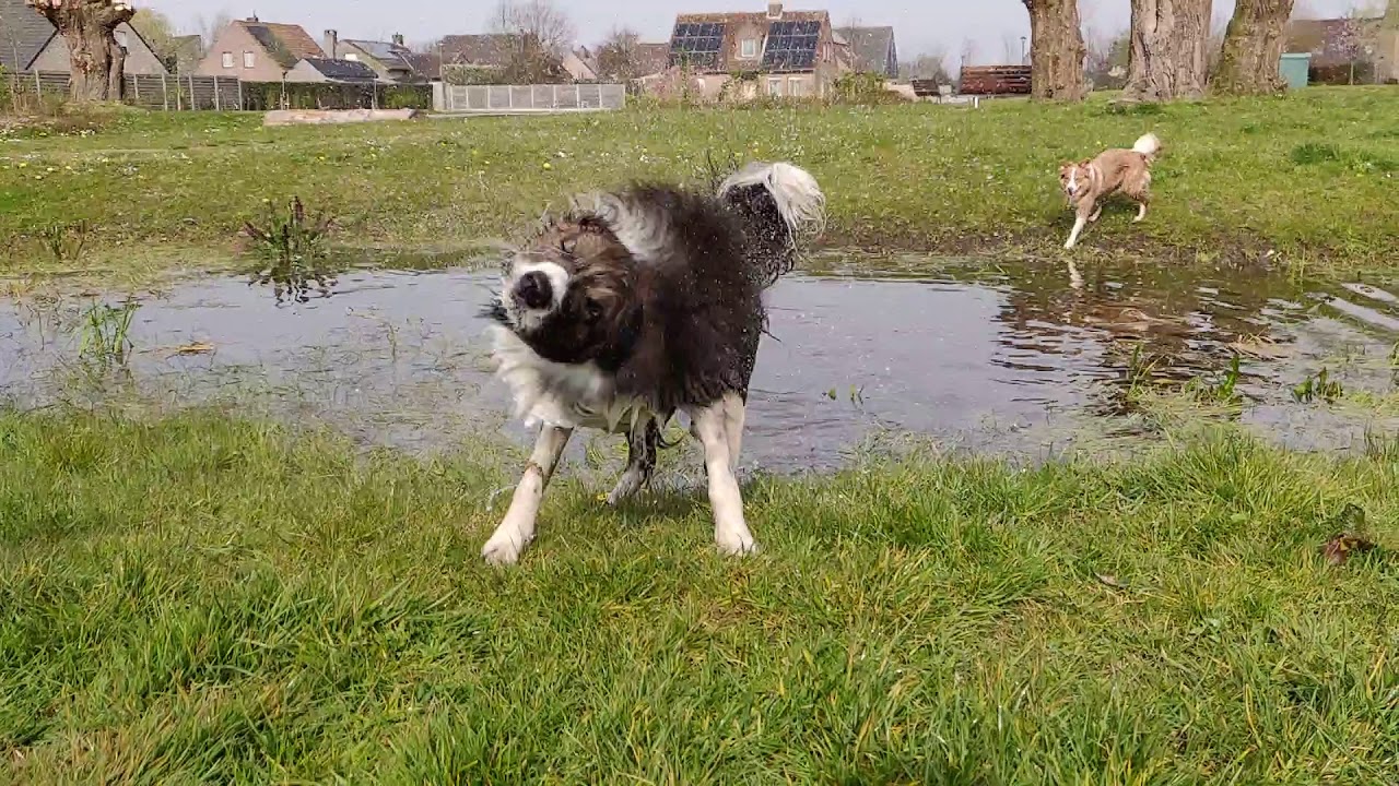 Dog shaking off water in slow motion! - YouTube