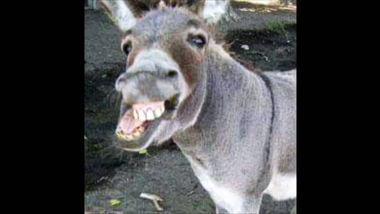 La Burra Orejona : Los Ases De Nuevo leon - YouTube